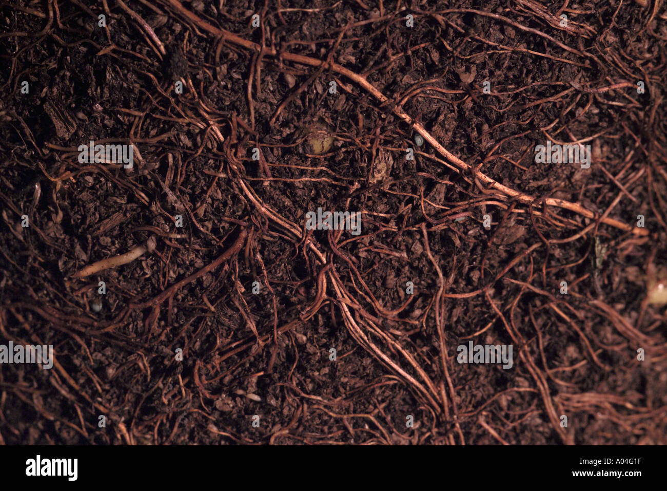 Earth and roots Stock Photo - Alamy