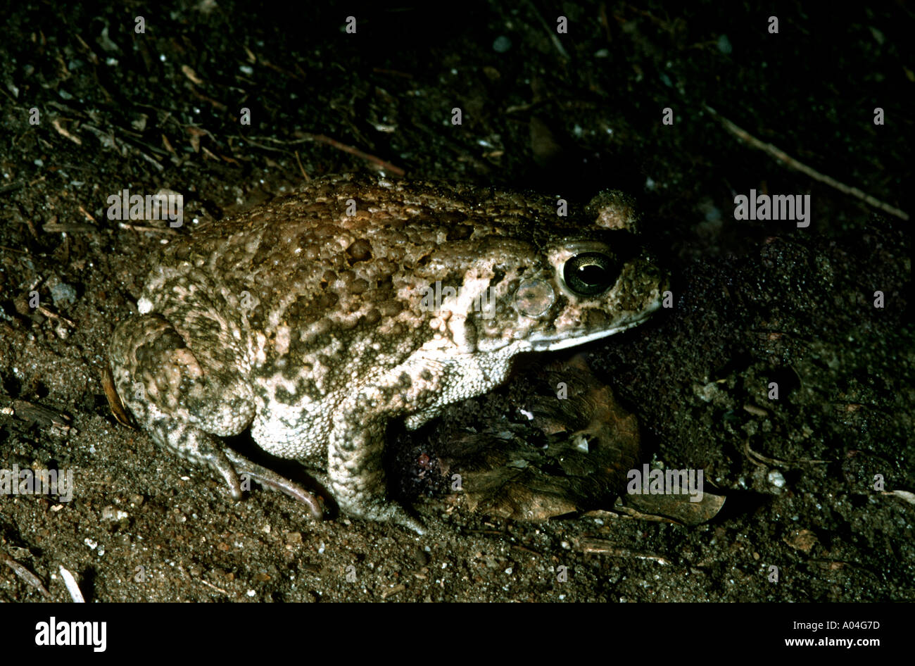 South african toad hi-res stock photography and images - Alamy