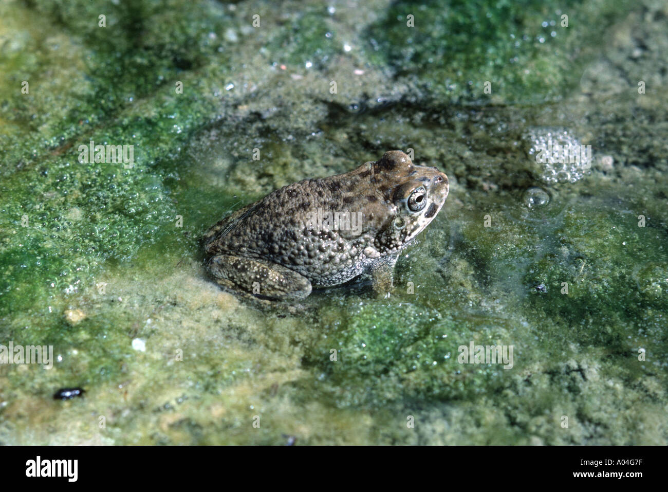 Arabian toad Bufo sp Wadi Serin Sultanate of Oman Stock Photo - Alamy