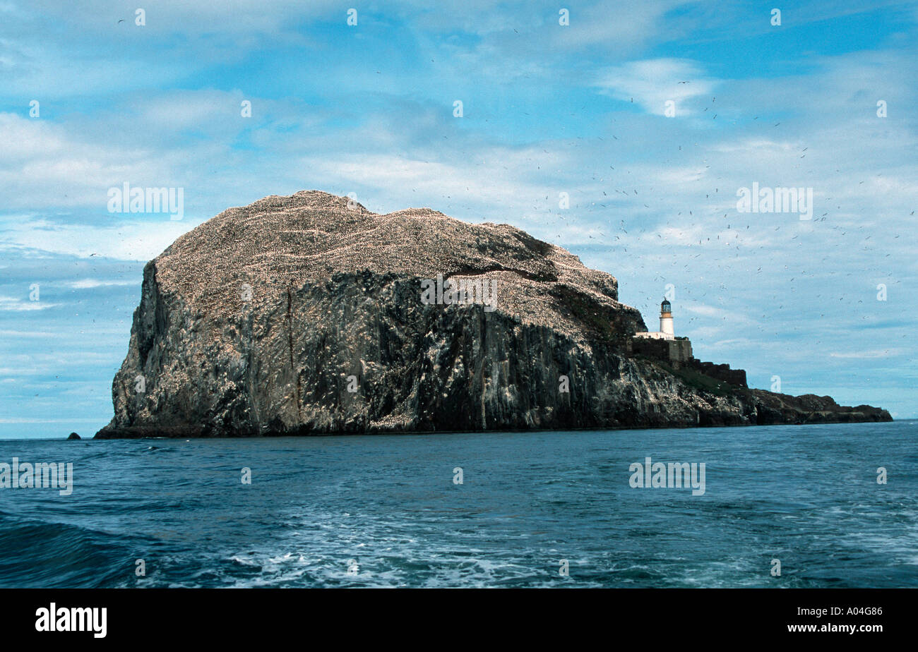 Bass Rock gannet colony North Berwick Scotland UK Stock Photo - Alamy