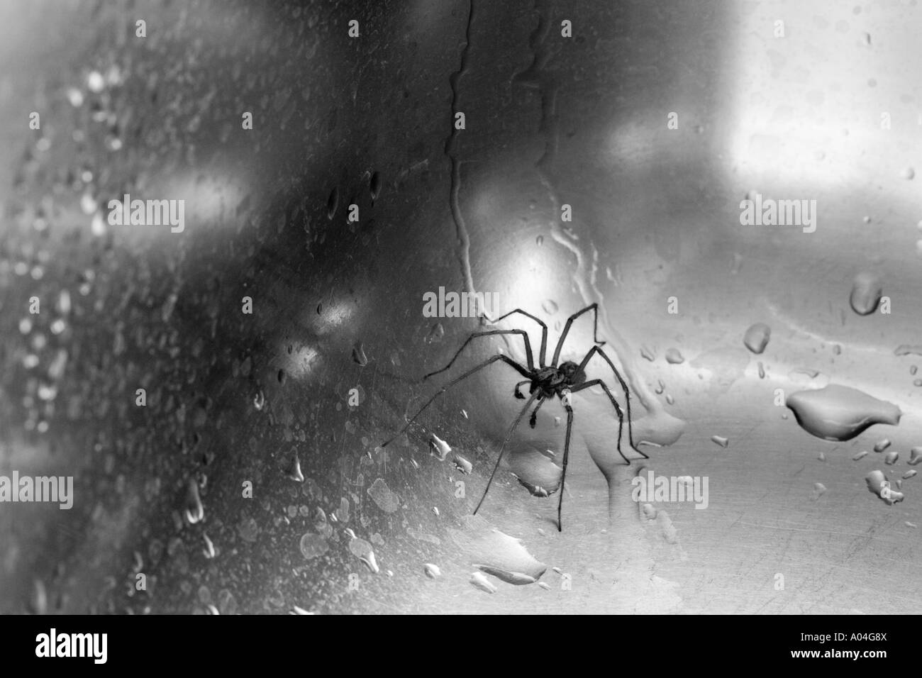 Giant House Spider Stock Photo - Alamy