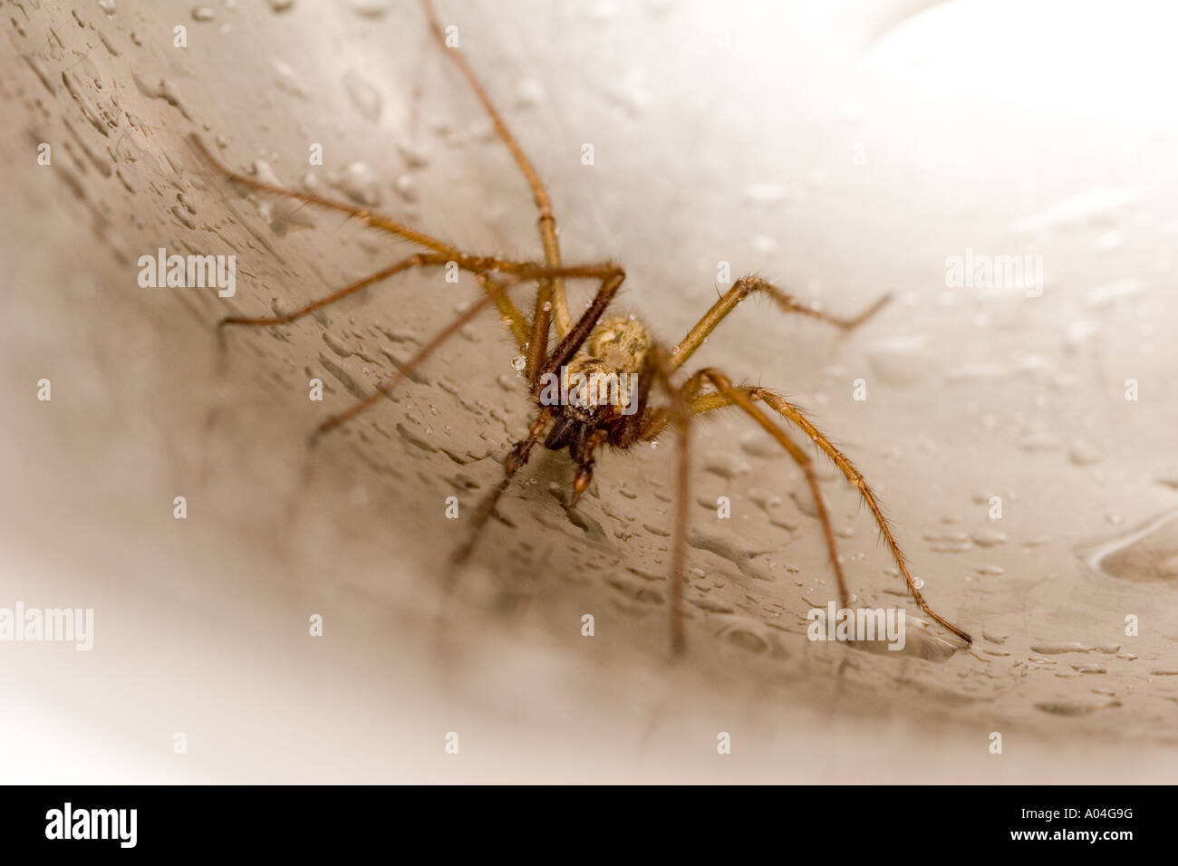 Giant House Spider Stock Photo - Alamy