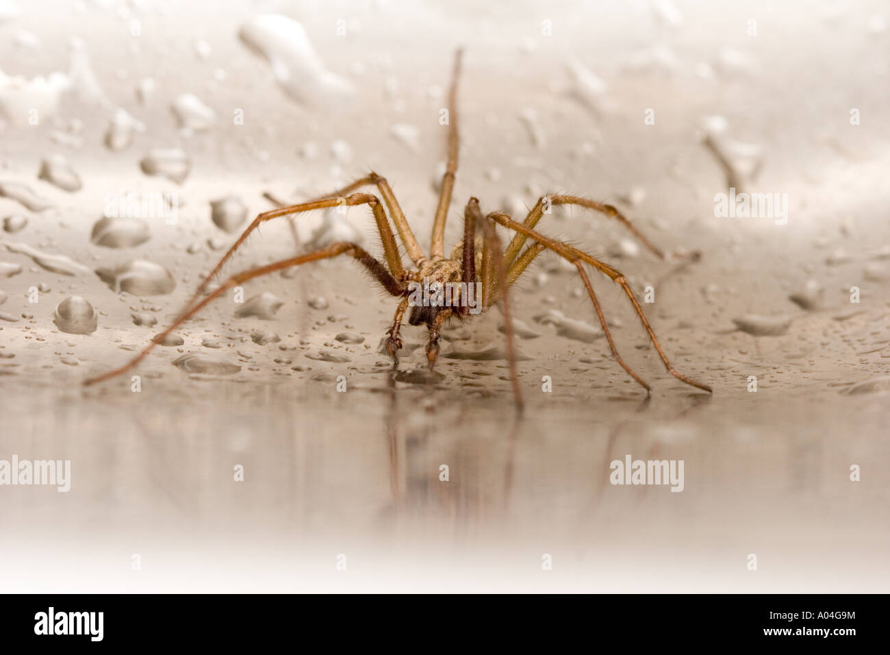 Giant House Spider Stock Photo - Alamy