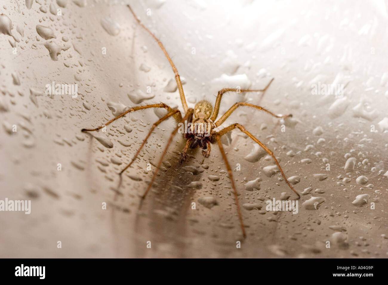 Giant House Spider Stock Photo - Alamy