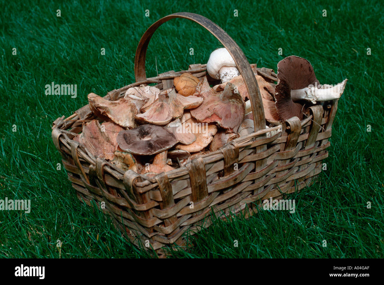 France fungi hi-res stock photography and images - Alamy