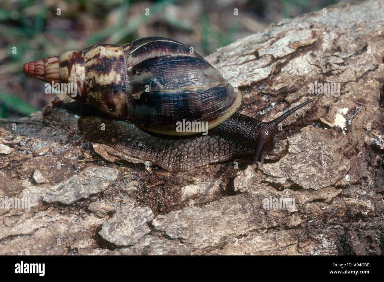 Giant snail crawling on tree Coastal Forest Kenya Stock Photo - Alamy