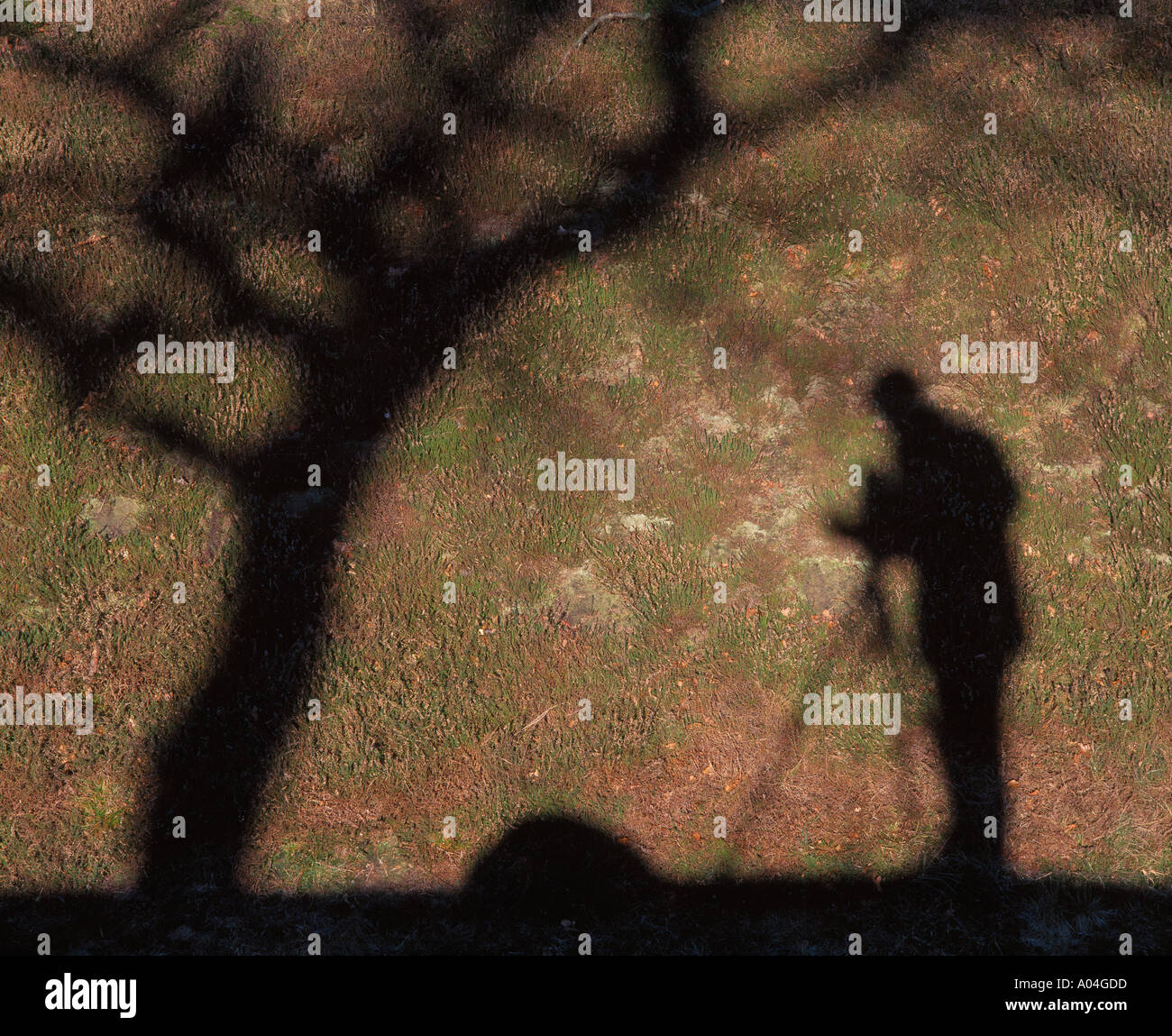 Shadow of photographer and tree Stock Photo - Alamy