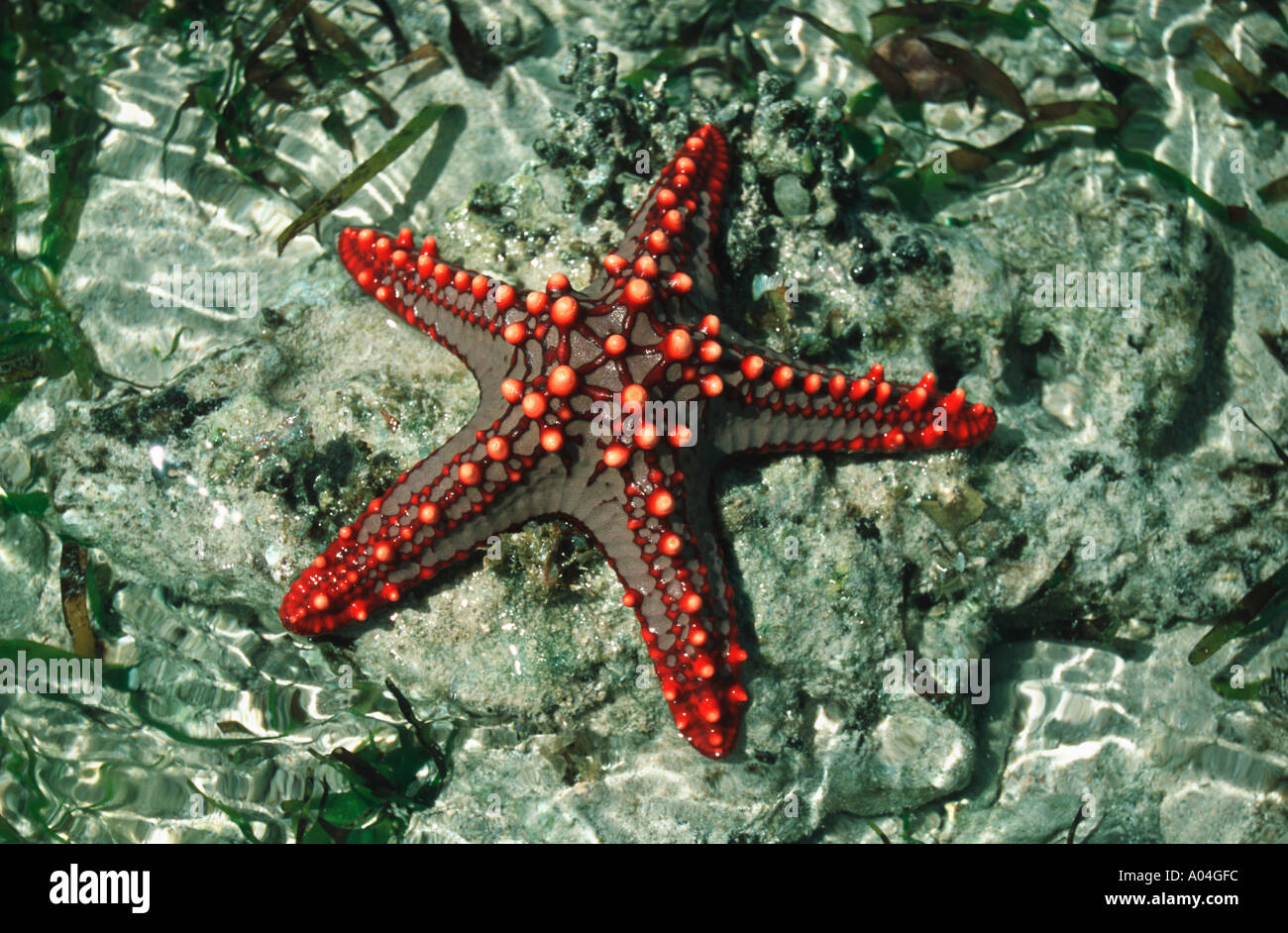 Brightly coloured starfish on reef Asteroidea Echinodermata near Tanga ...