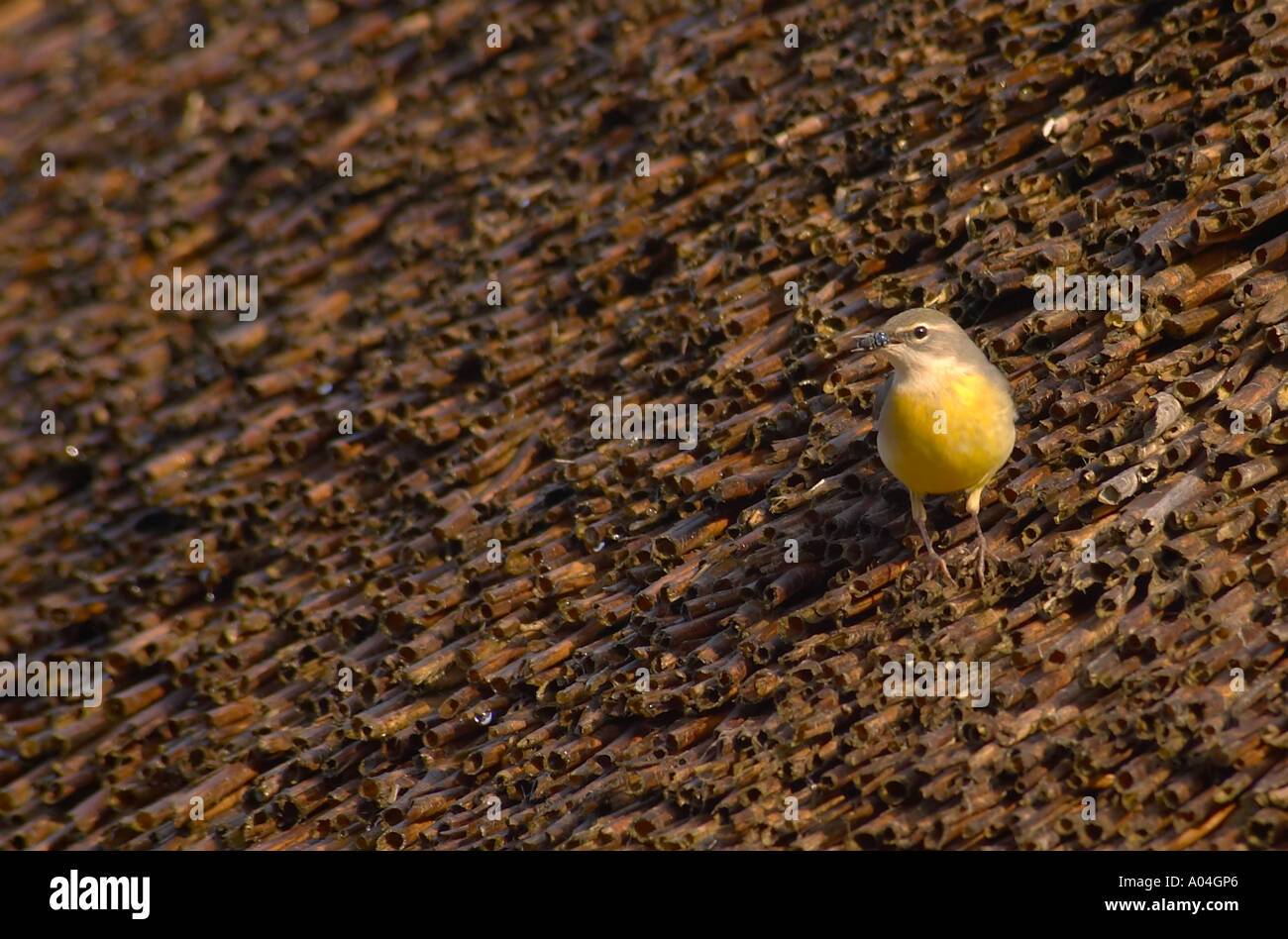 For catching insects hi-res stock photography and images - Alamy
