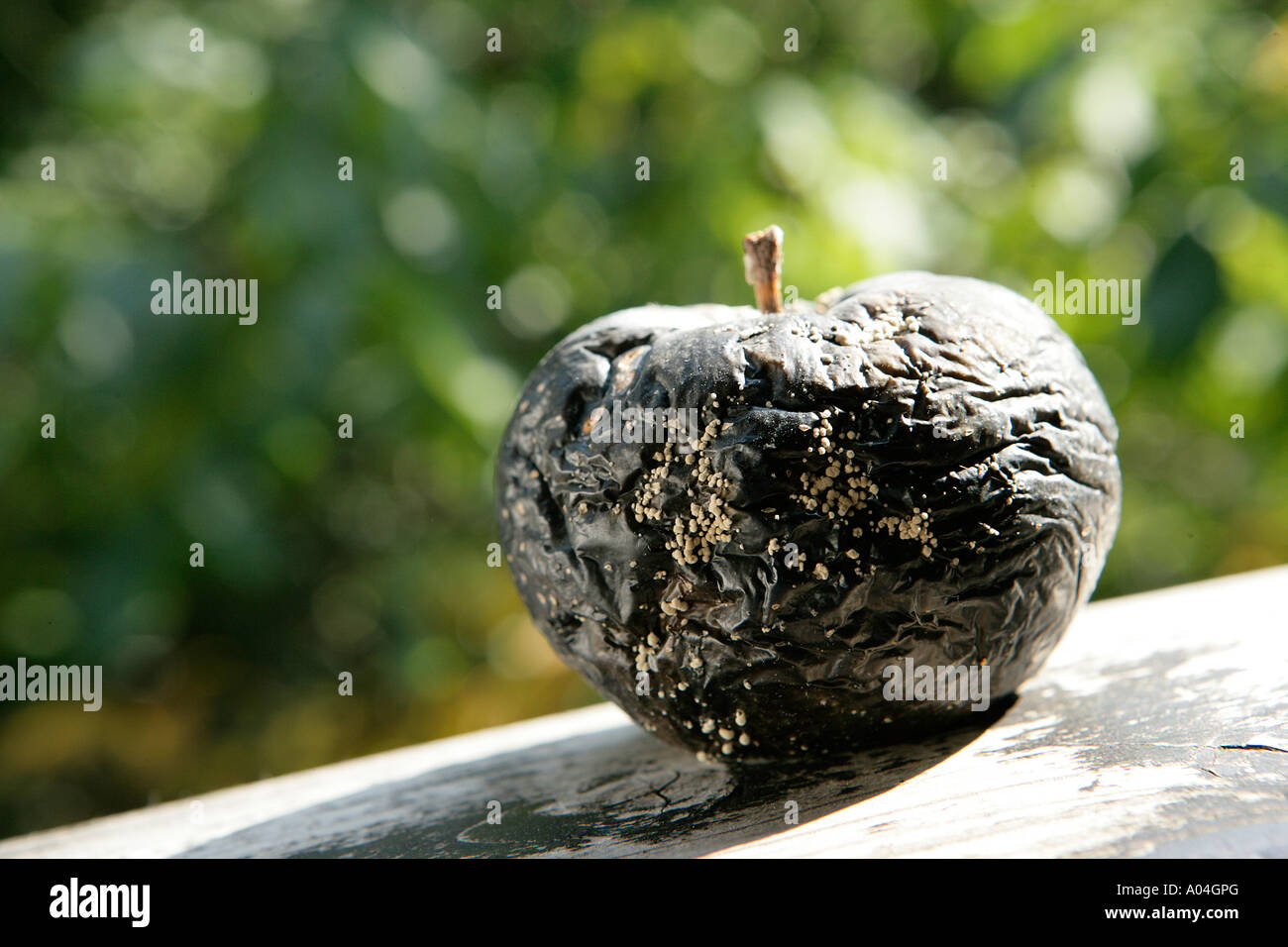 Rotting apple world hi-res stock photography and images - Alamy