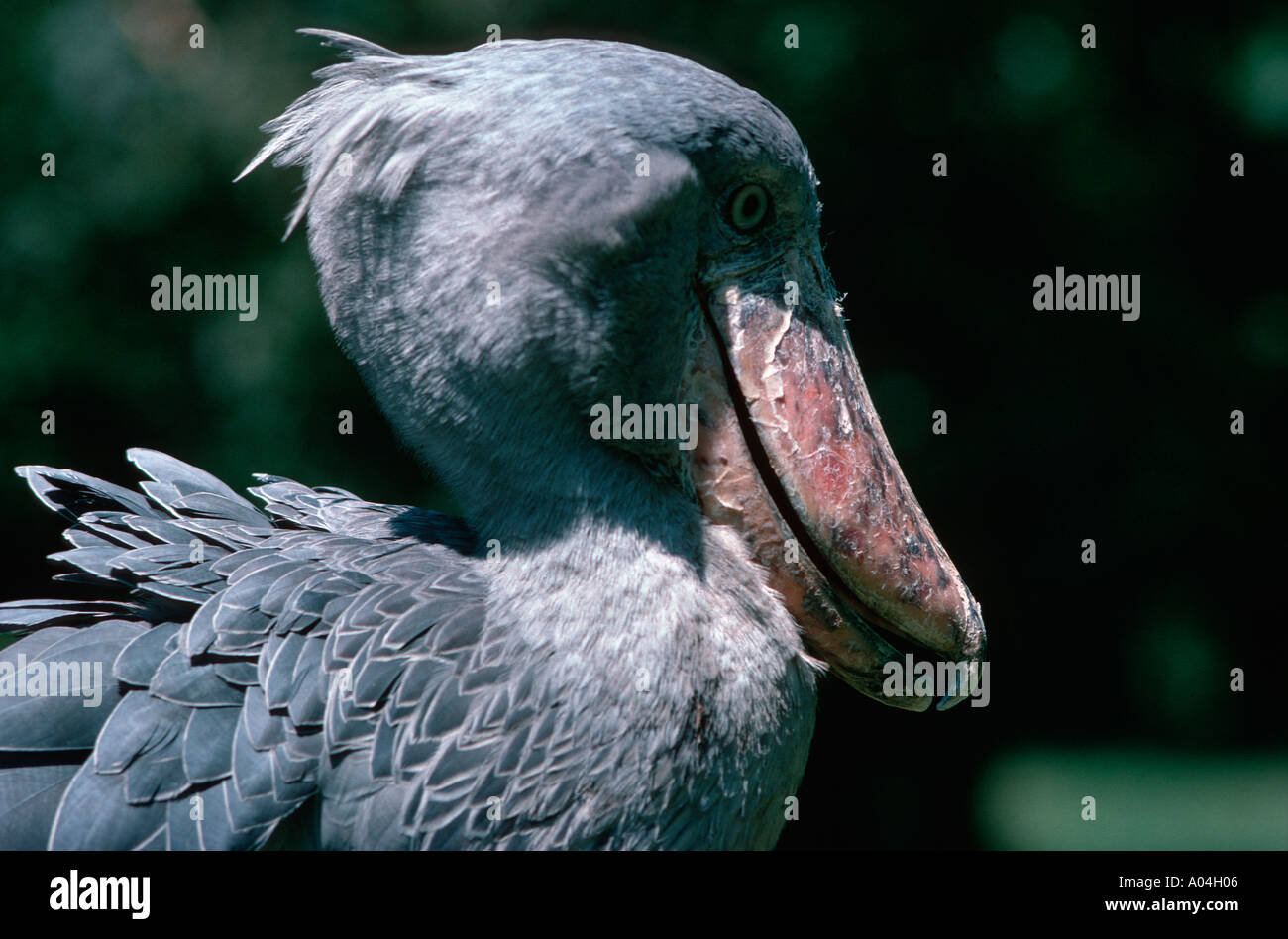 Shoe bill stork closeup Balaeniceps rex Basel Zoo Switzerland Stock ...