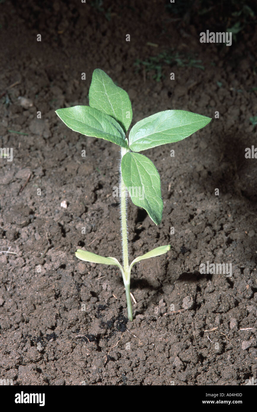 First four true leaves and old cotyledons of germinating sunflower UK ...