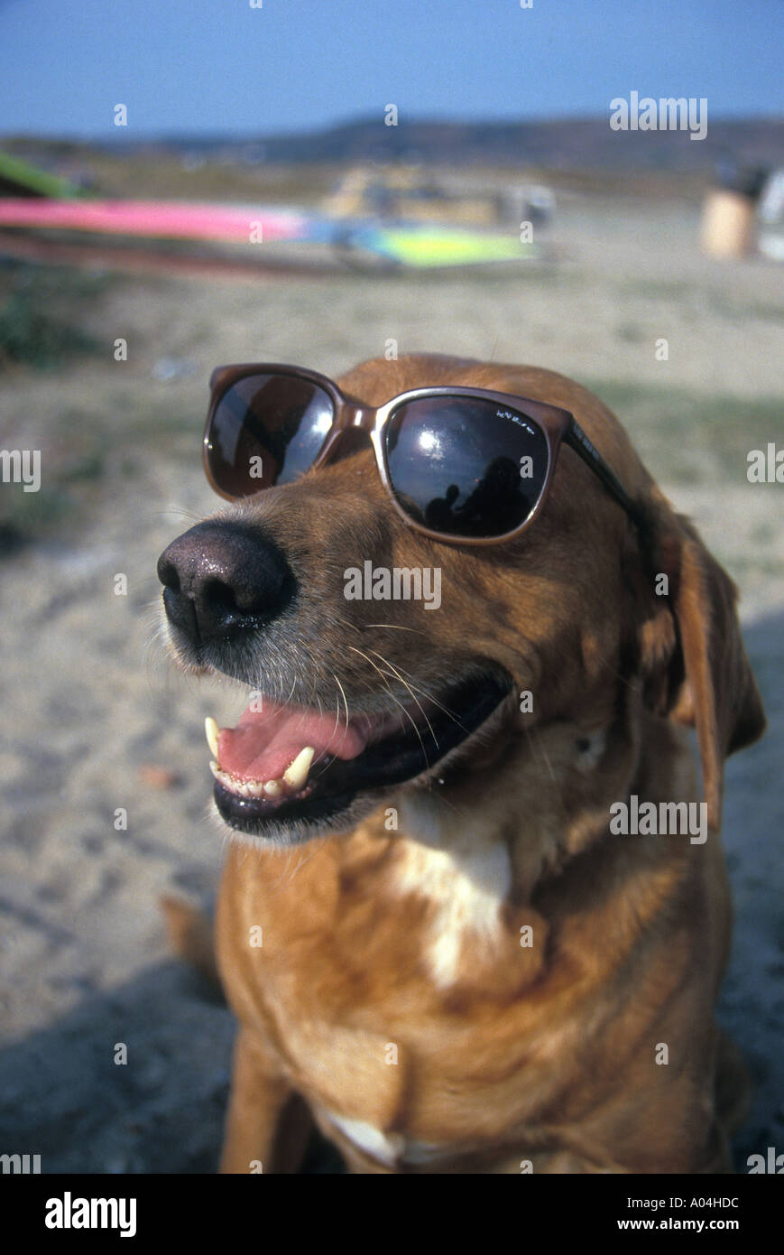 Labrador wearing sunglasses Stock Photo - Alamy