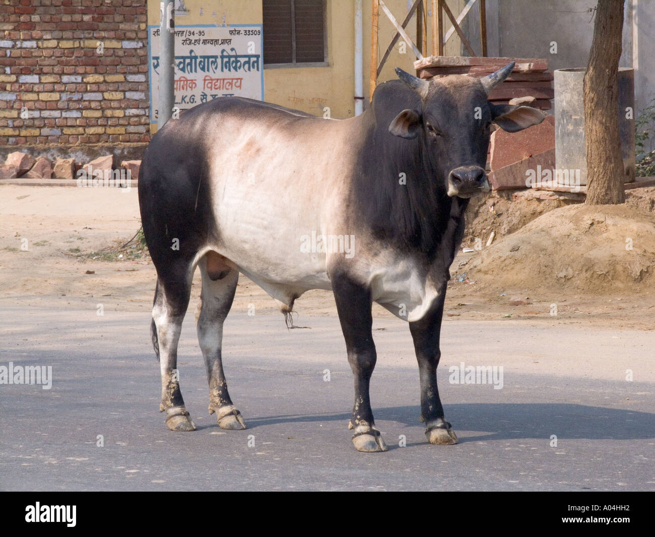 RAJASTHAN INDIA November The cattle are sacred and wander along the ...