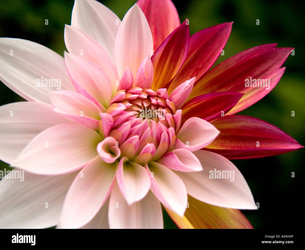 Tainted flower hi-res stock photography and images - Alamy