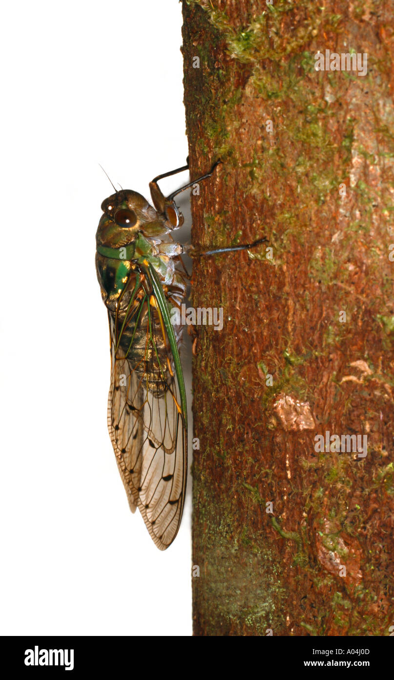 Jungle Cicada, Sarawak, Malaysia, white background Stock Photo - Alamy
