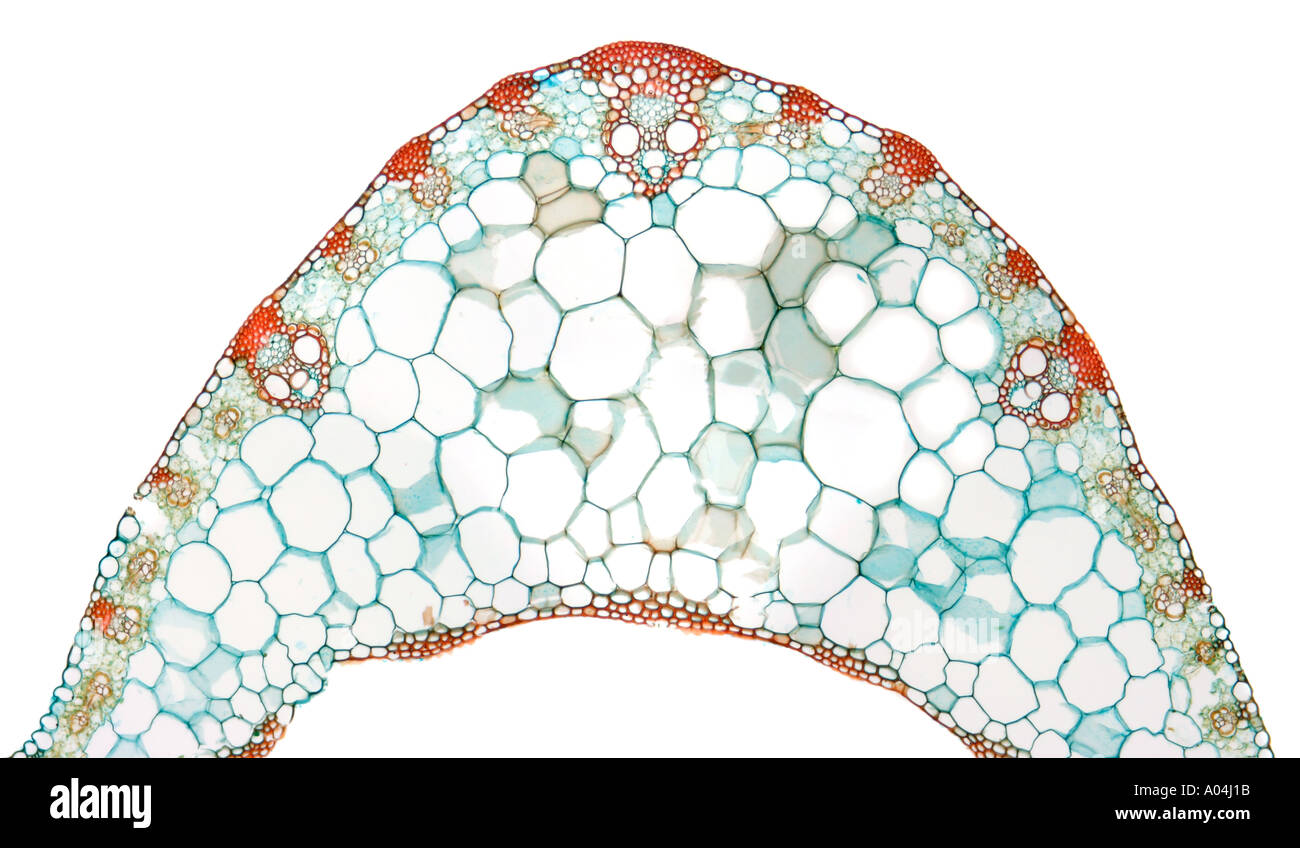 Corn leaf TS section photomicrograph white background Stock Photo - Alamy