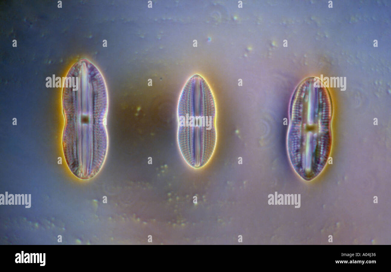 Leitz microscope hi-res stock photography and images - Alamy