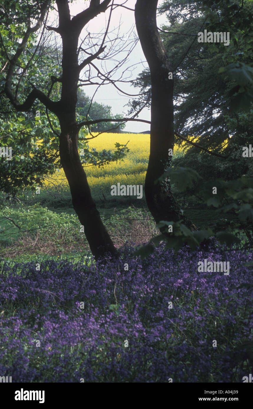 County flower of devon hi-res stock photography and images - Alamy