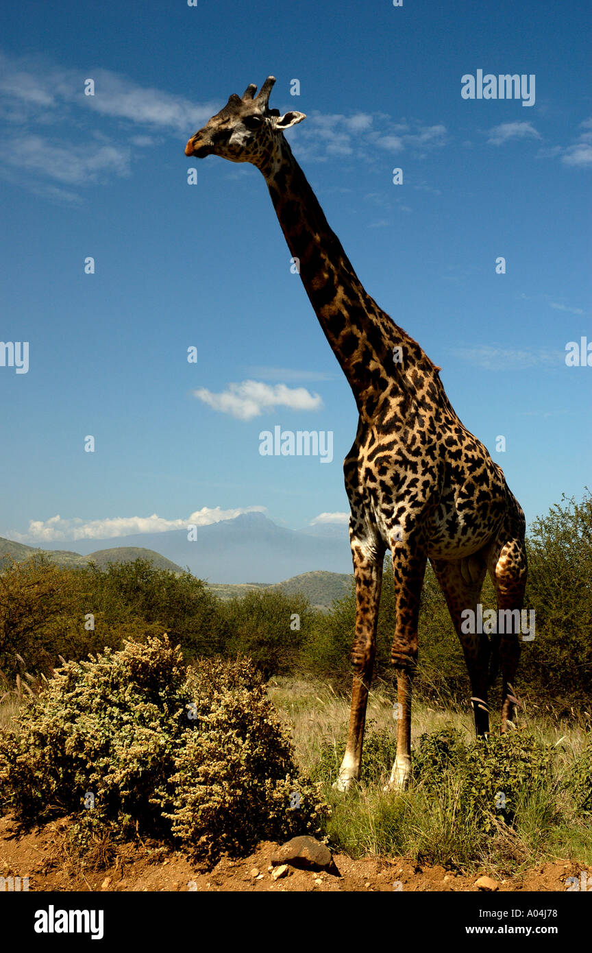 Maasai giraffe in front of Mount Kilimanjaro Stock Photo - Alamy
