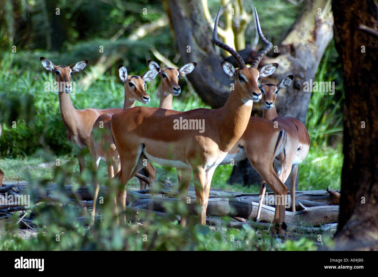 Male impala and harem hi-res stock photography and images - Alamy