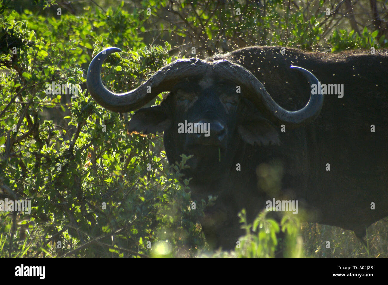 African Buffalo Angry Stock Photos & African Buffalo Angry Stock Images ...