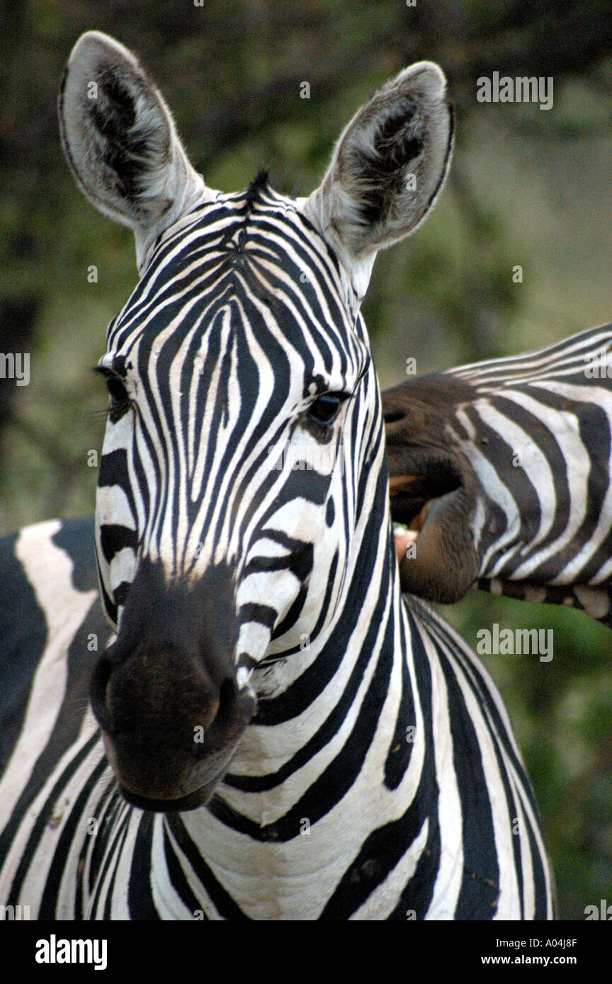 Burchel zebra hi-res stock photography and images - Alamy