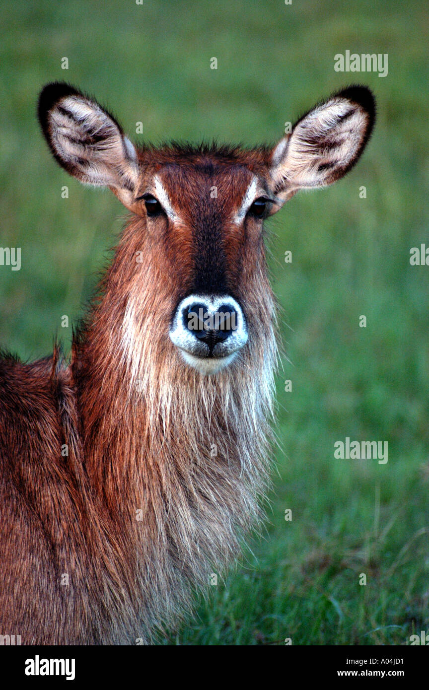 Aleart hi-res stock photography and images - Alamy