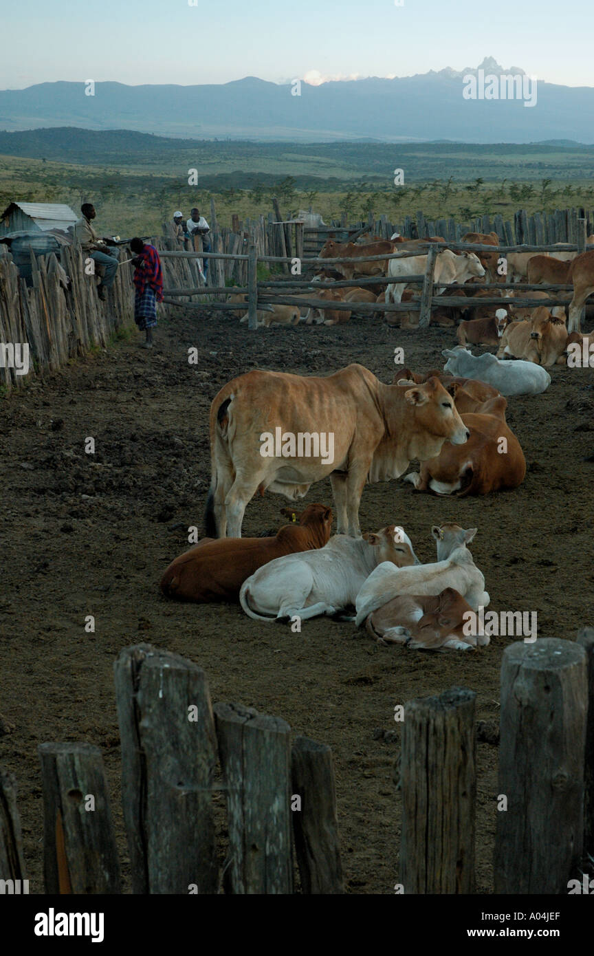 Boran cattle hi-res stock photography and images - Alamy