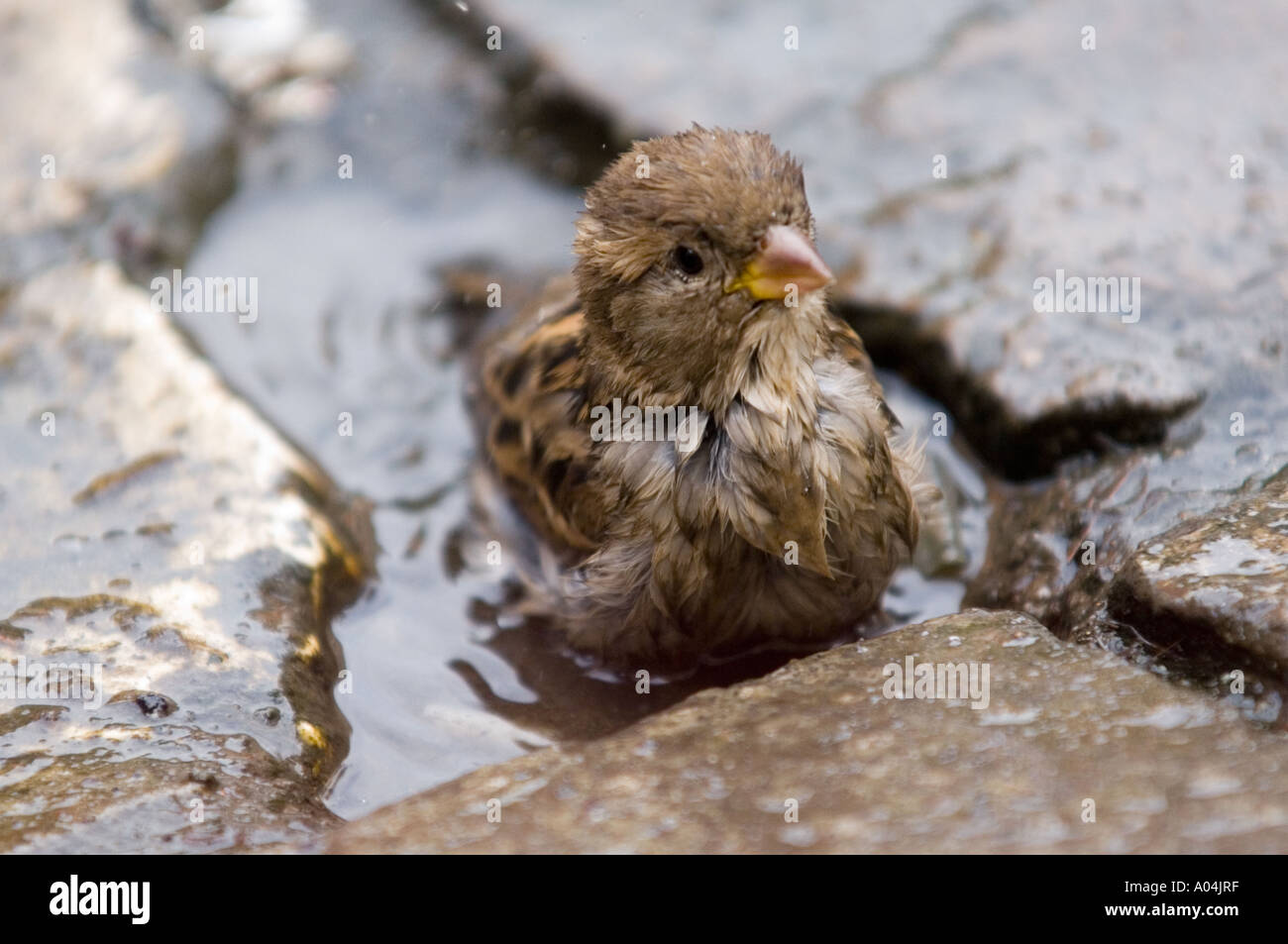 Singing insects hi-res stock photography and images - Alamy