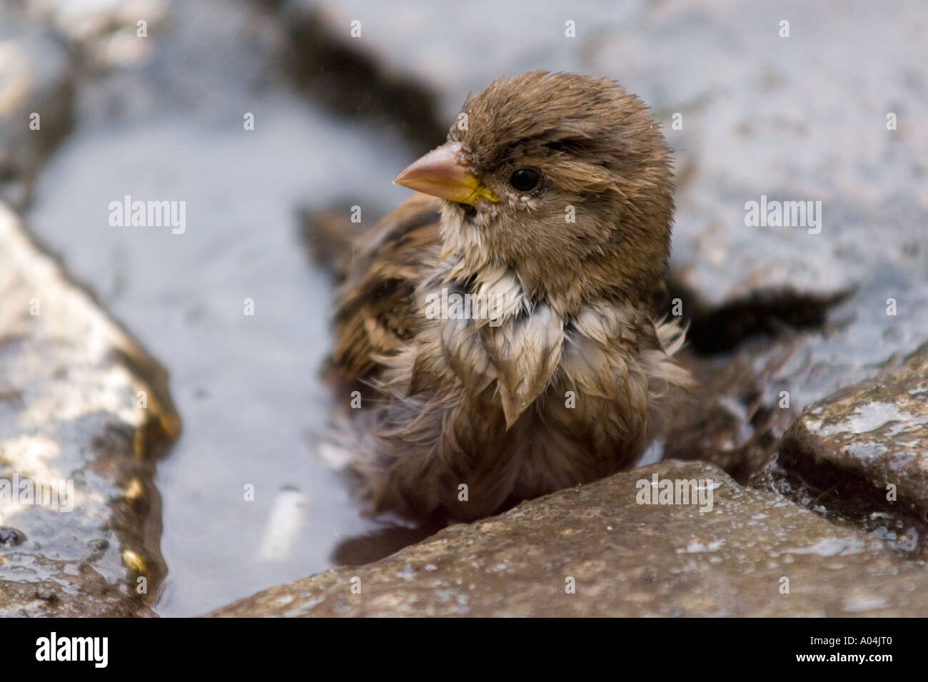 Chirpy bird hi-res stock photography and images - Alamy