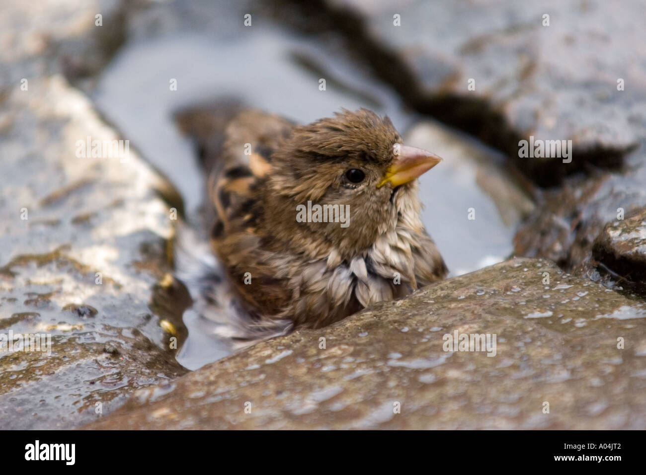 Singing insects hi-res stock photography and images - Alamy