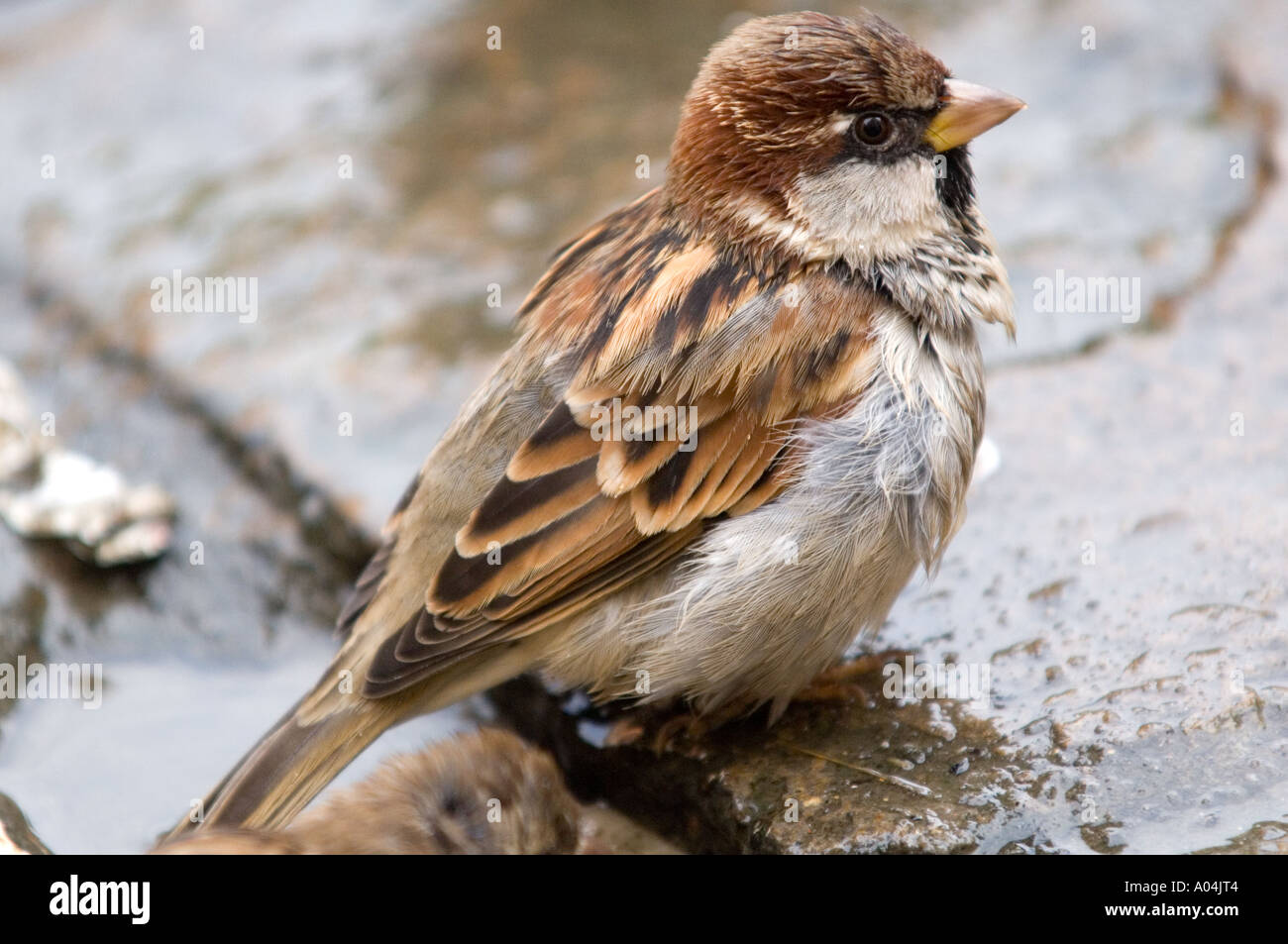 New world sparrow family hi-res stock photography and images - Alamy