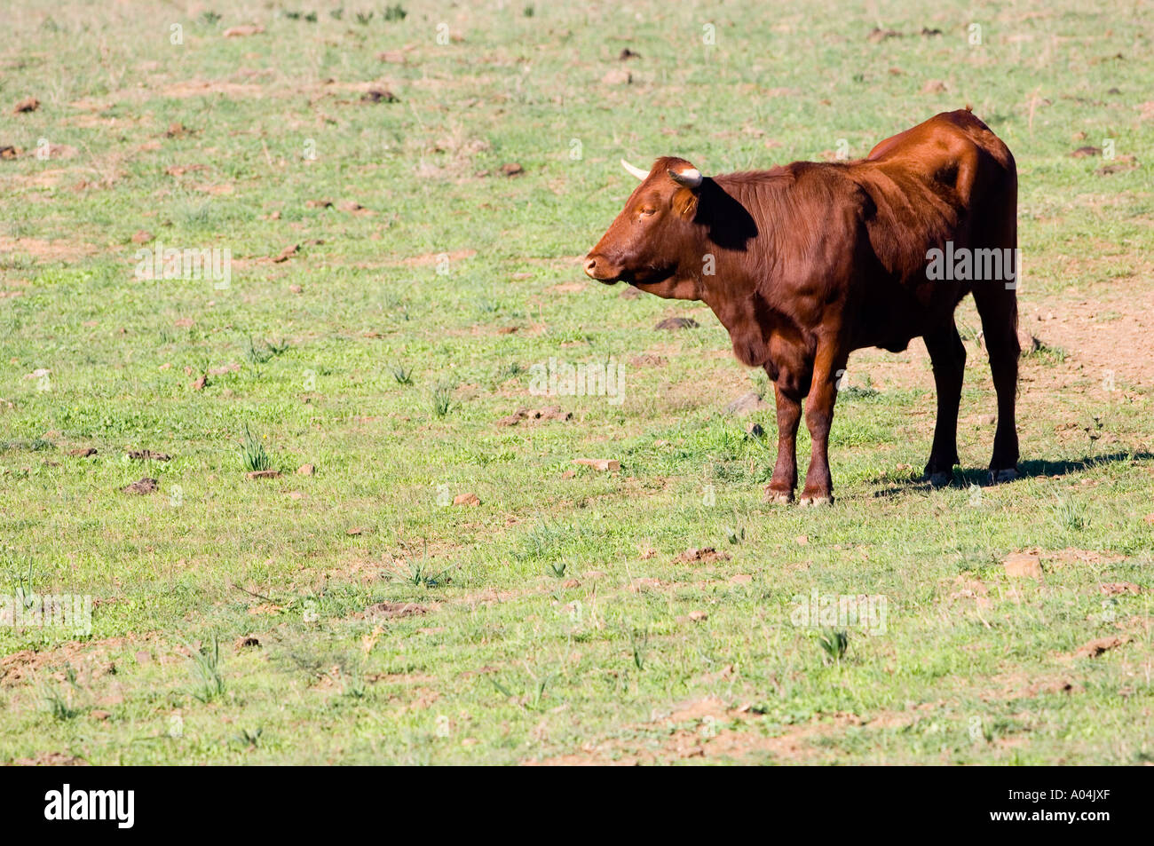 Big ears cow hi-res stock photography and images - Alamy