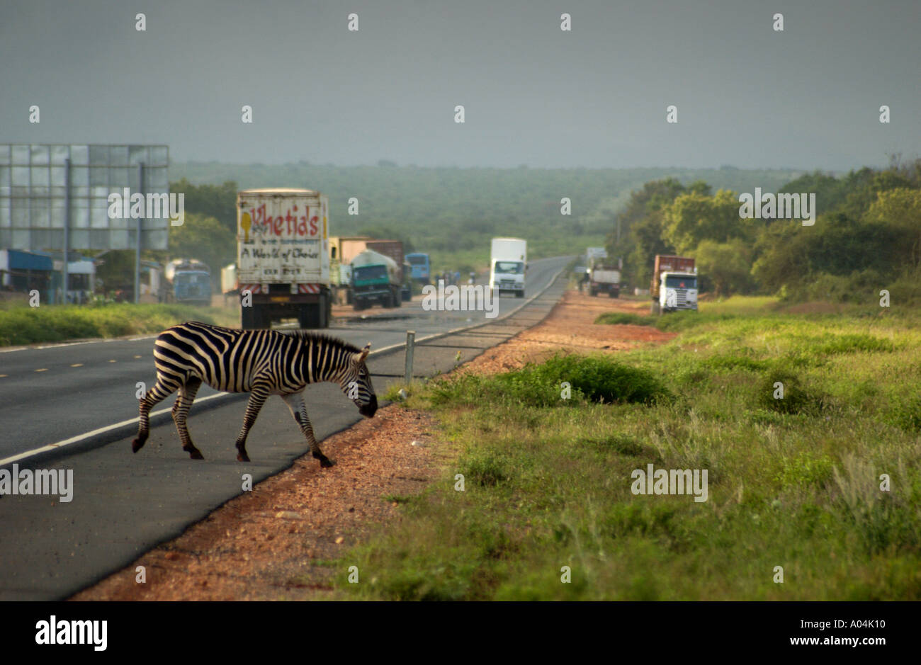 Zebra crossing on the Trans Africa Highway Stock Photo - Alamy