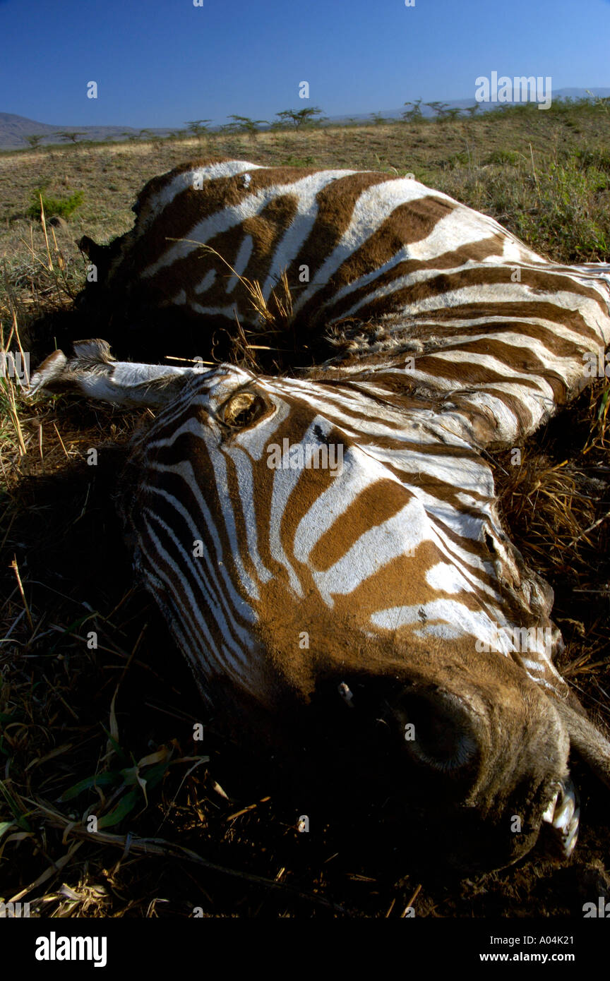 Snared Animal High Resolution Stock Photography and Images - Alamy