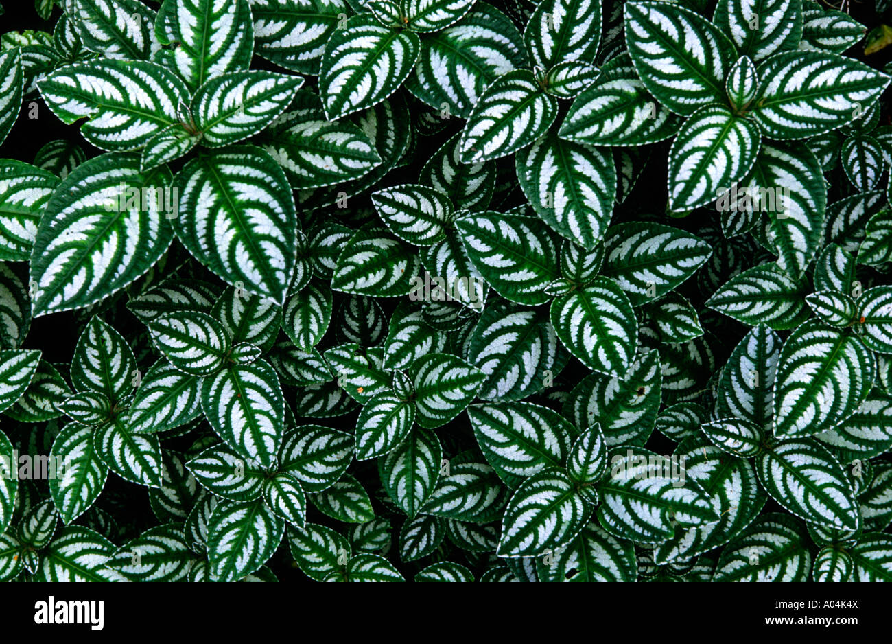 Rainforest flora leaves in Panama Stock Photo - Alamy