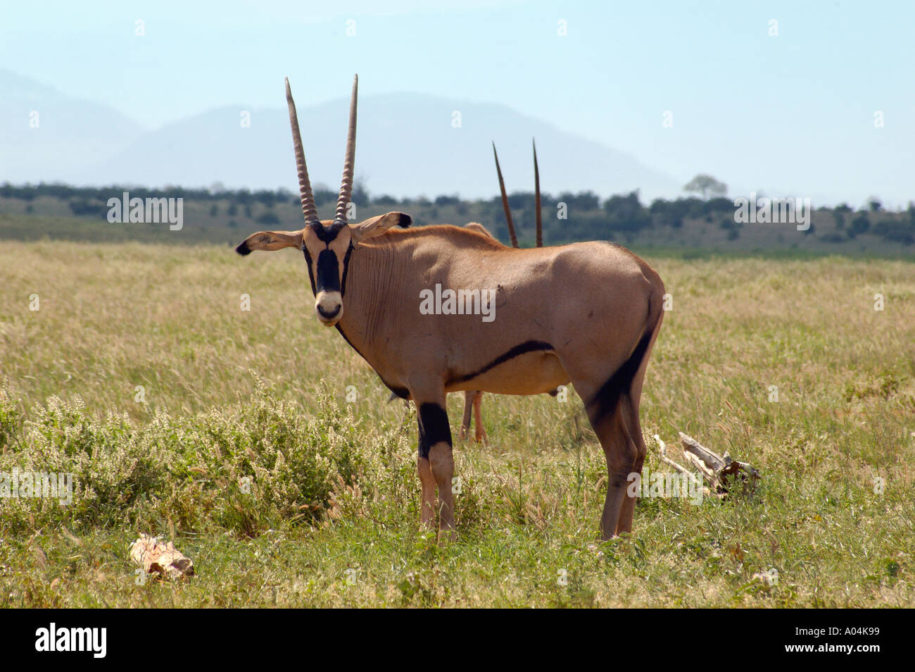 Fringe eared oryx hi-res stock photography and images - Alamy