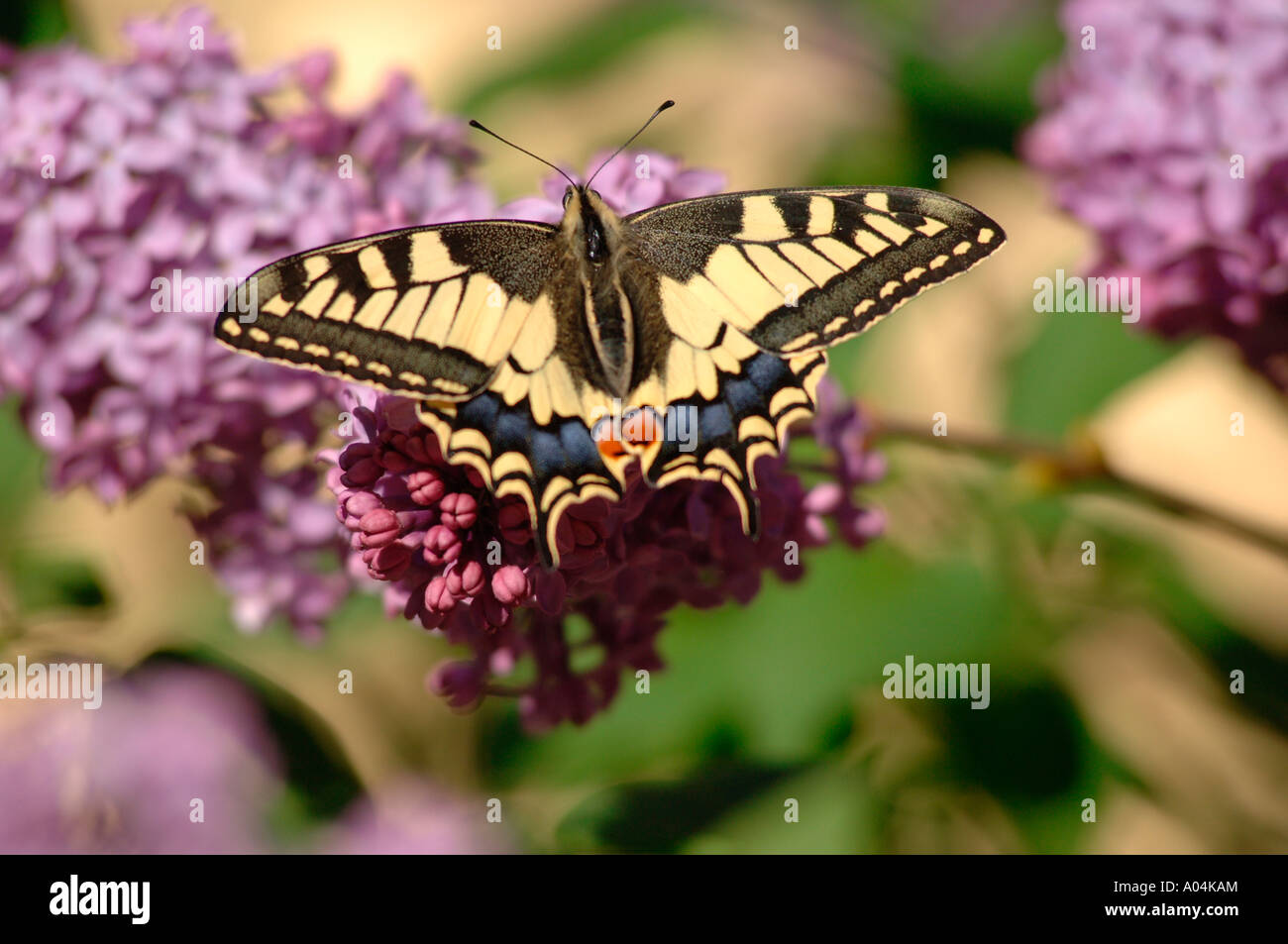 Swallow tailed butterfly hi-res stock photography and images - Alamy