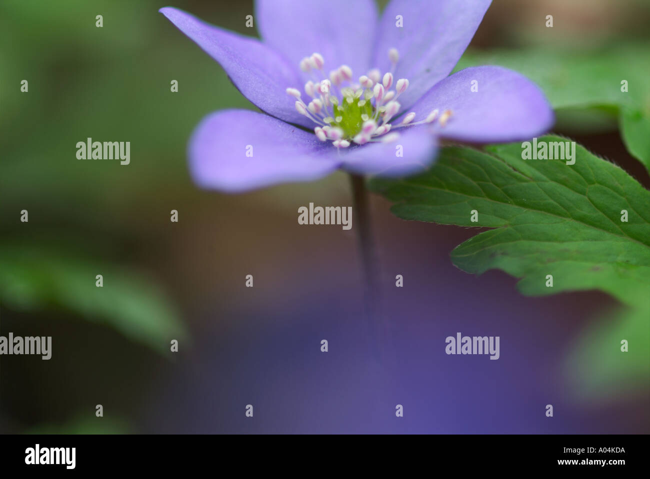 Hepatica species hi-res stock photography and images - Alamy