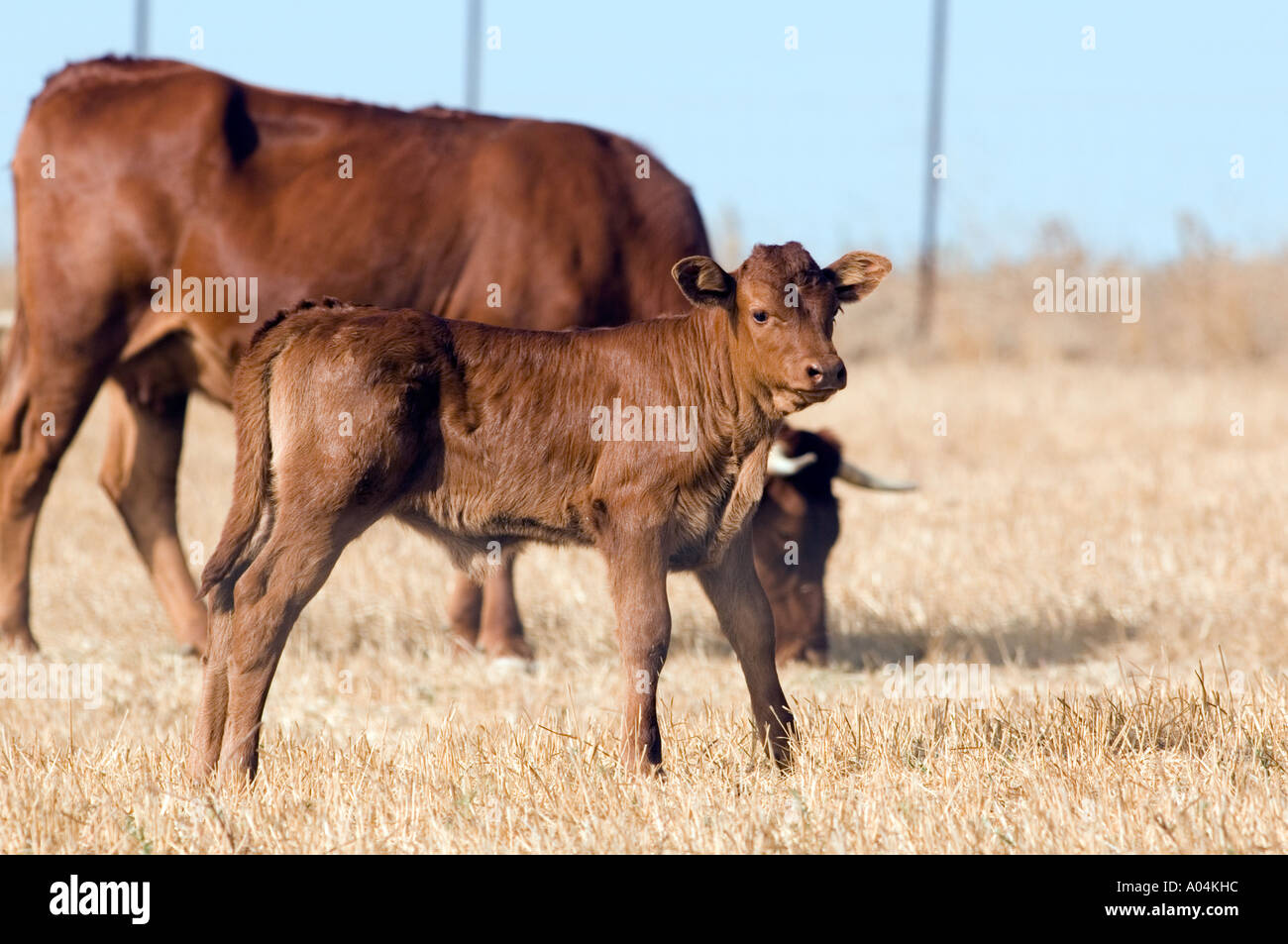 Big Beautiful Brown Cows Stock Photo - Alamy