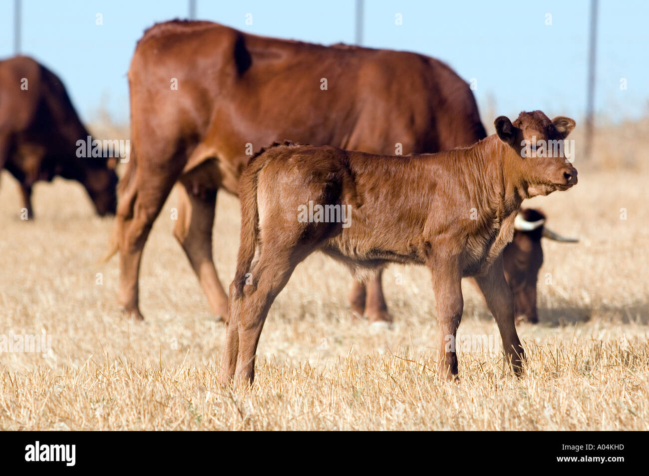 Big Beautiful Brown Cows Stock Photo - Alamy
