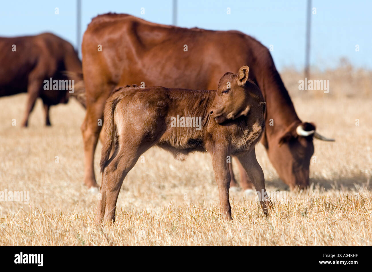 Big Beautiful Brown Cows Stock Photo - Alamy