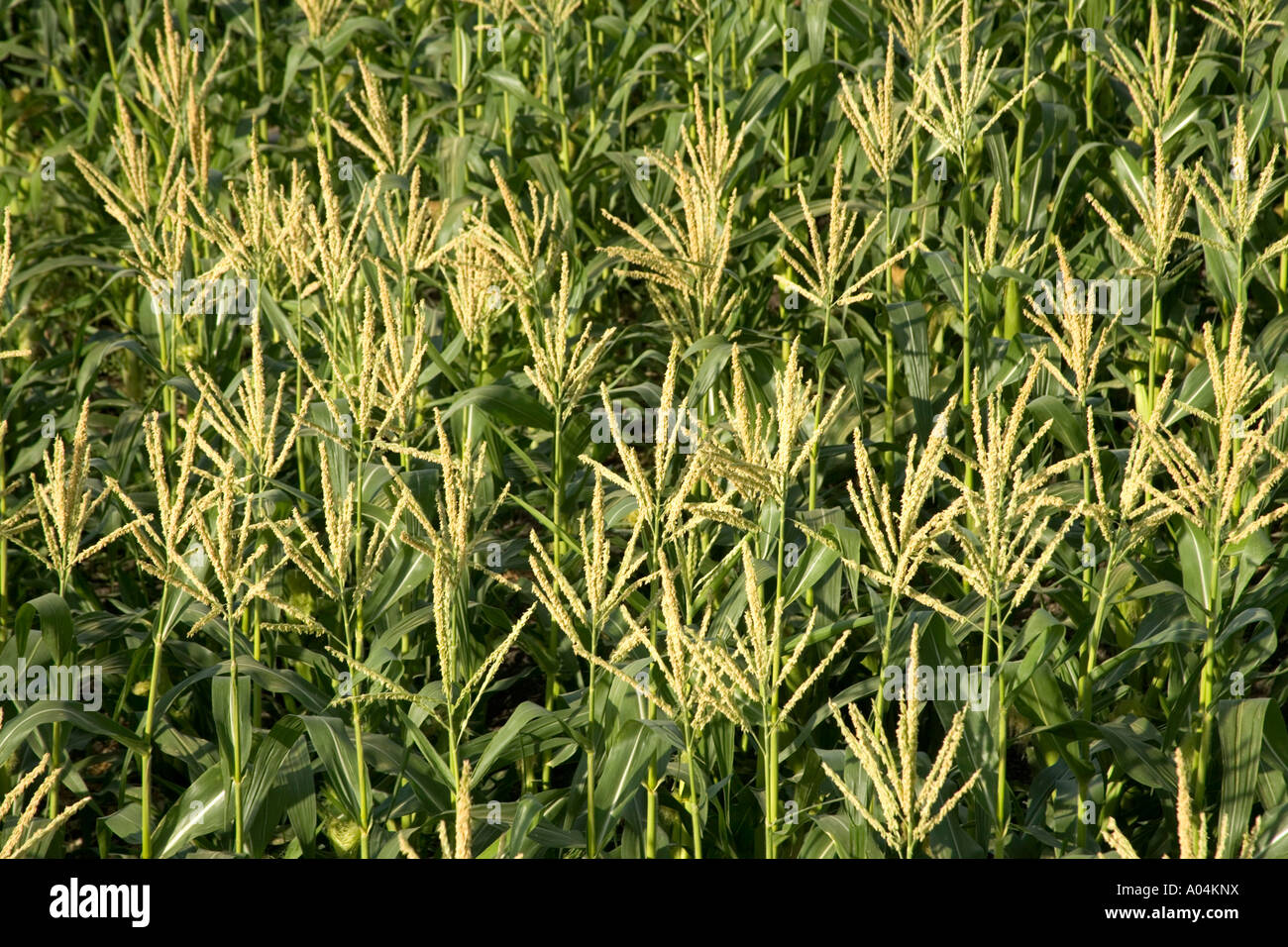 Pre pollination hi-res stock photography and images - Alamy