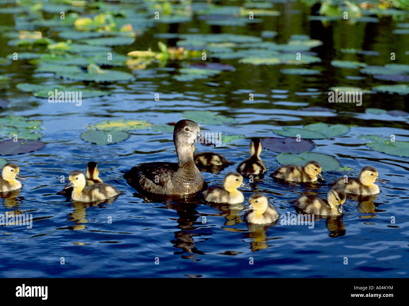 Baby Ring Necked Duck
