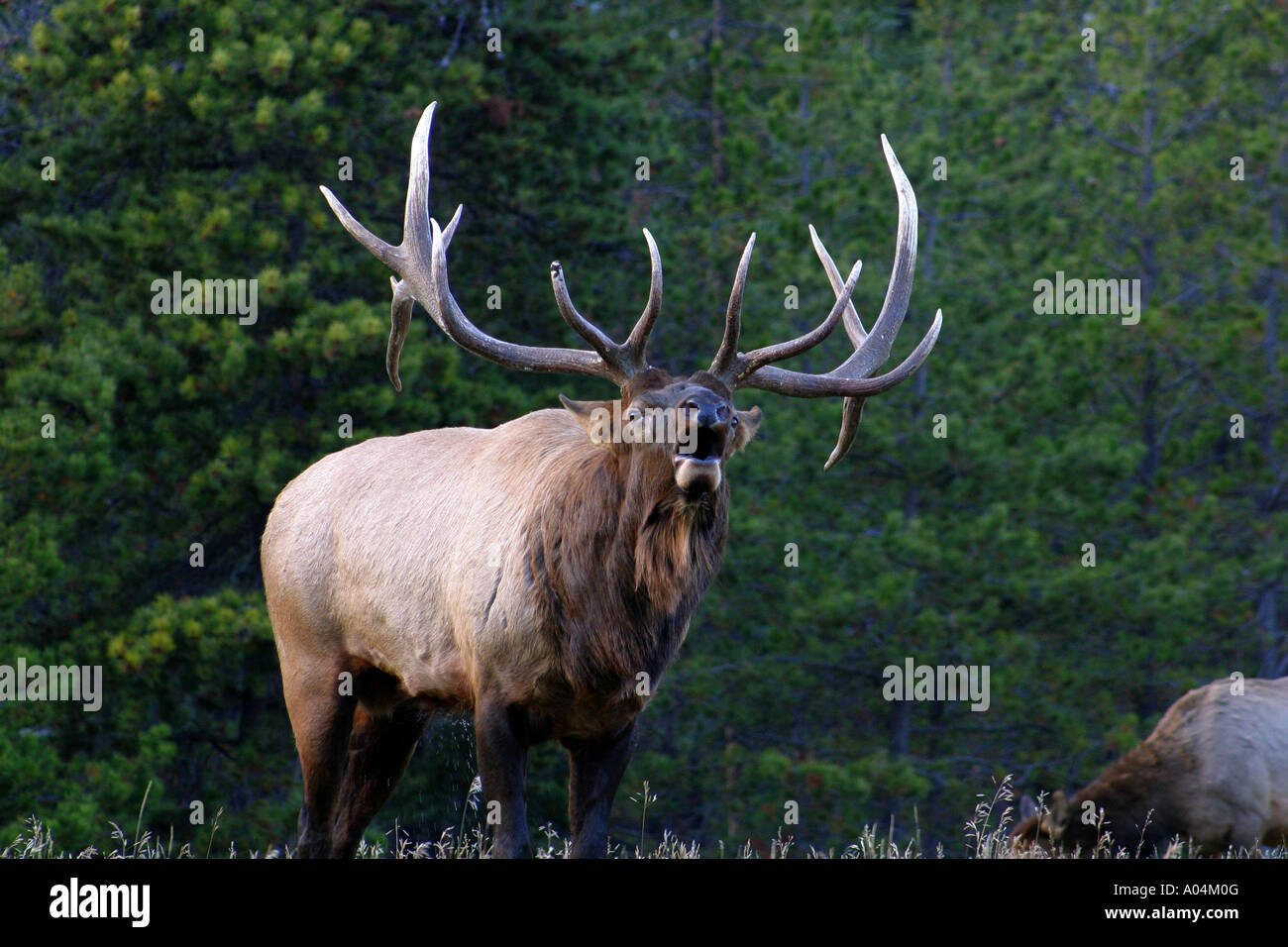 Lone bull elk bugling ready to mate fight hi-res stock photography and ...