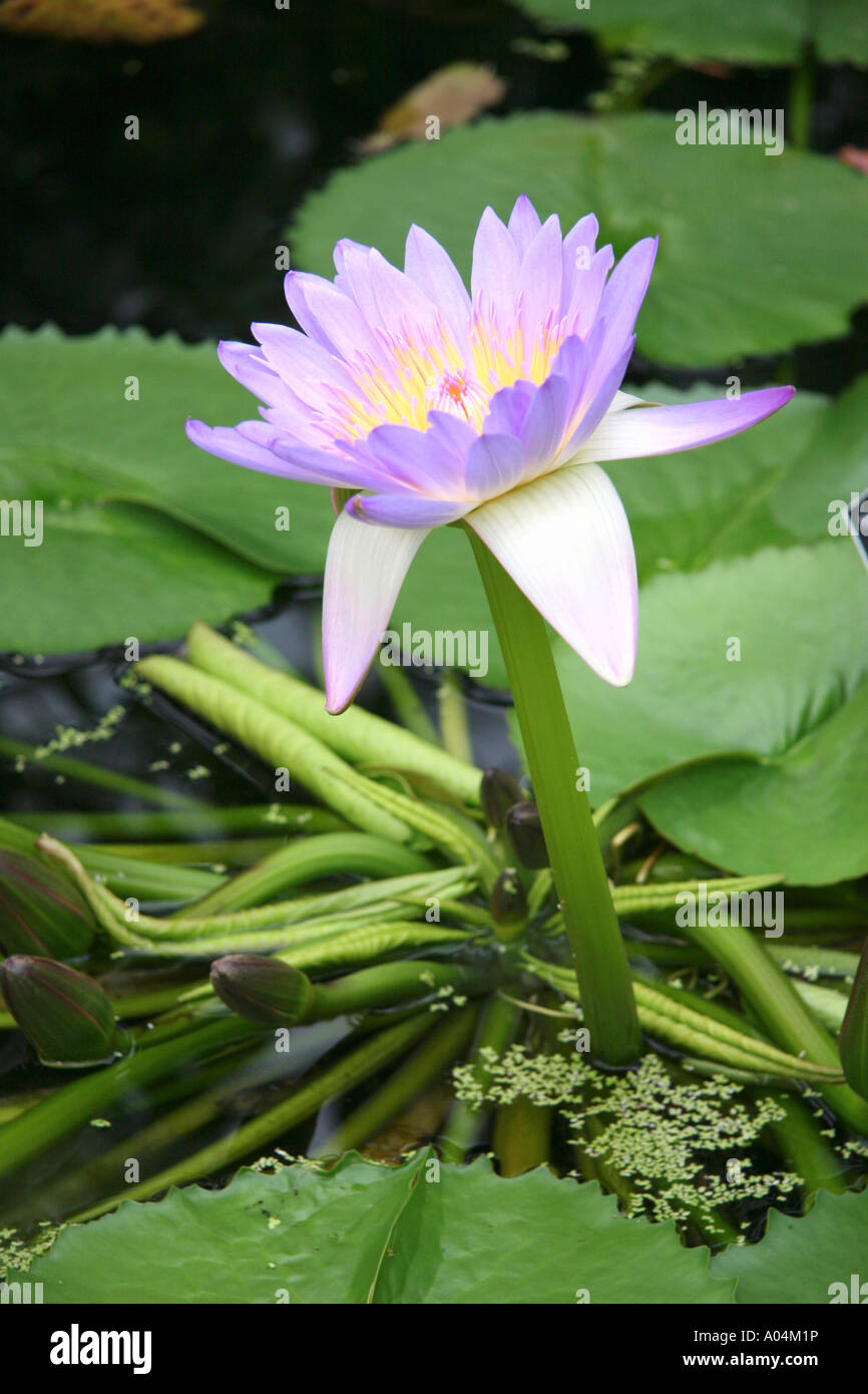Water lily, Nymphaea Stock Photo - Alamy