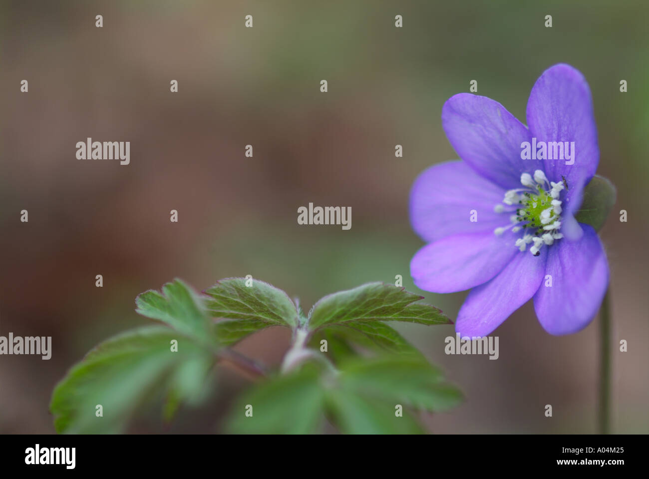 Hepatica species hi-res stock photography and images - Alamy
