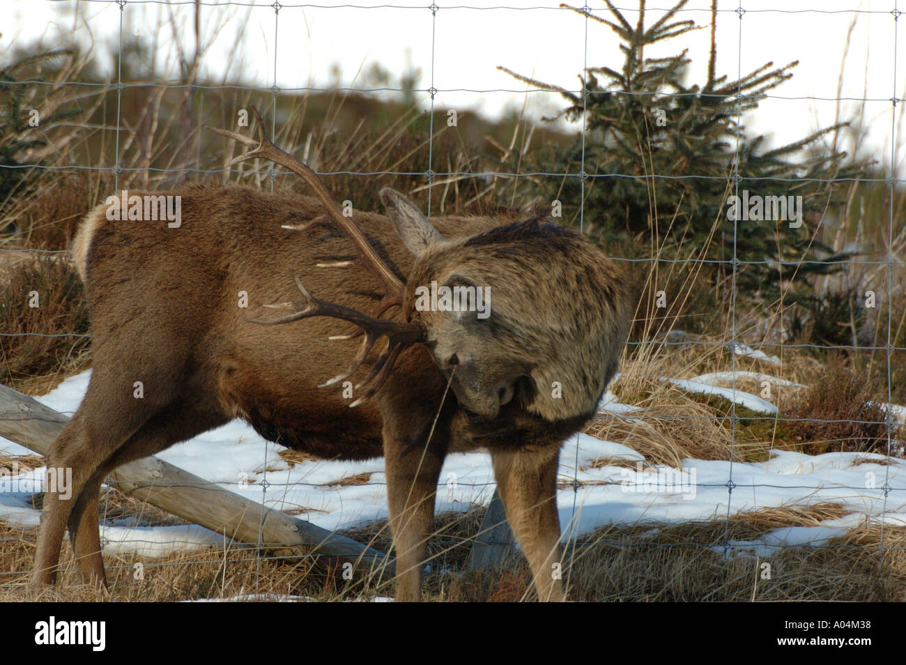Stag with an itch Stock Photo - Alamy
