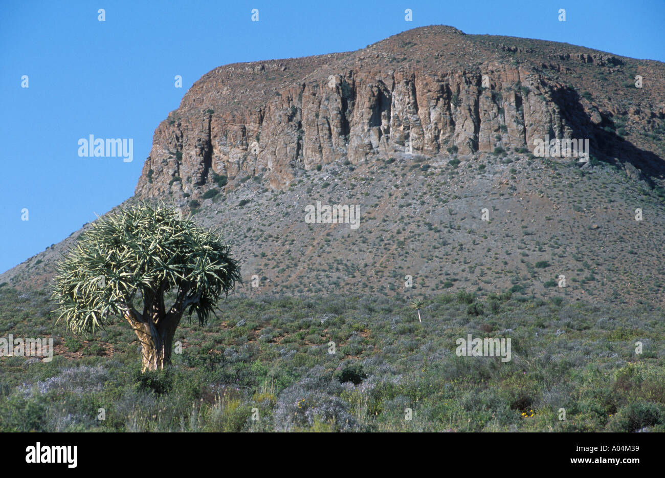 Quiver Tree and Rooibers Mountain Namaqualand northern cape South ...
